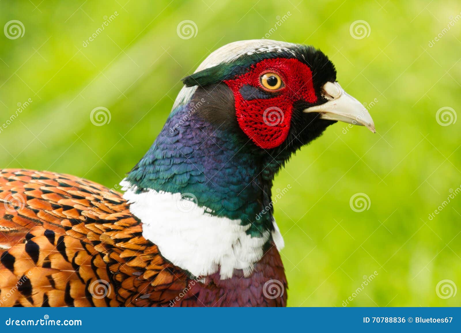 Pheasants head stock photo. Image of beautyful, claws - 70788836