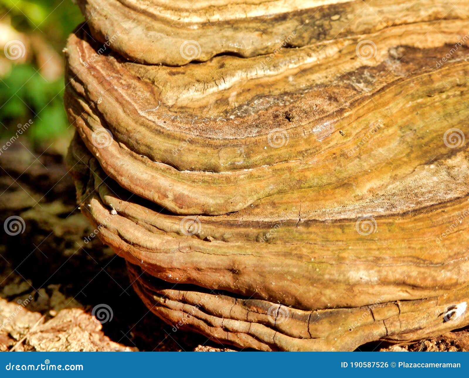 Phellinus Igniarius Mushroom Stock Photo - Image of mushrooms, grey ...