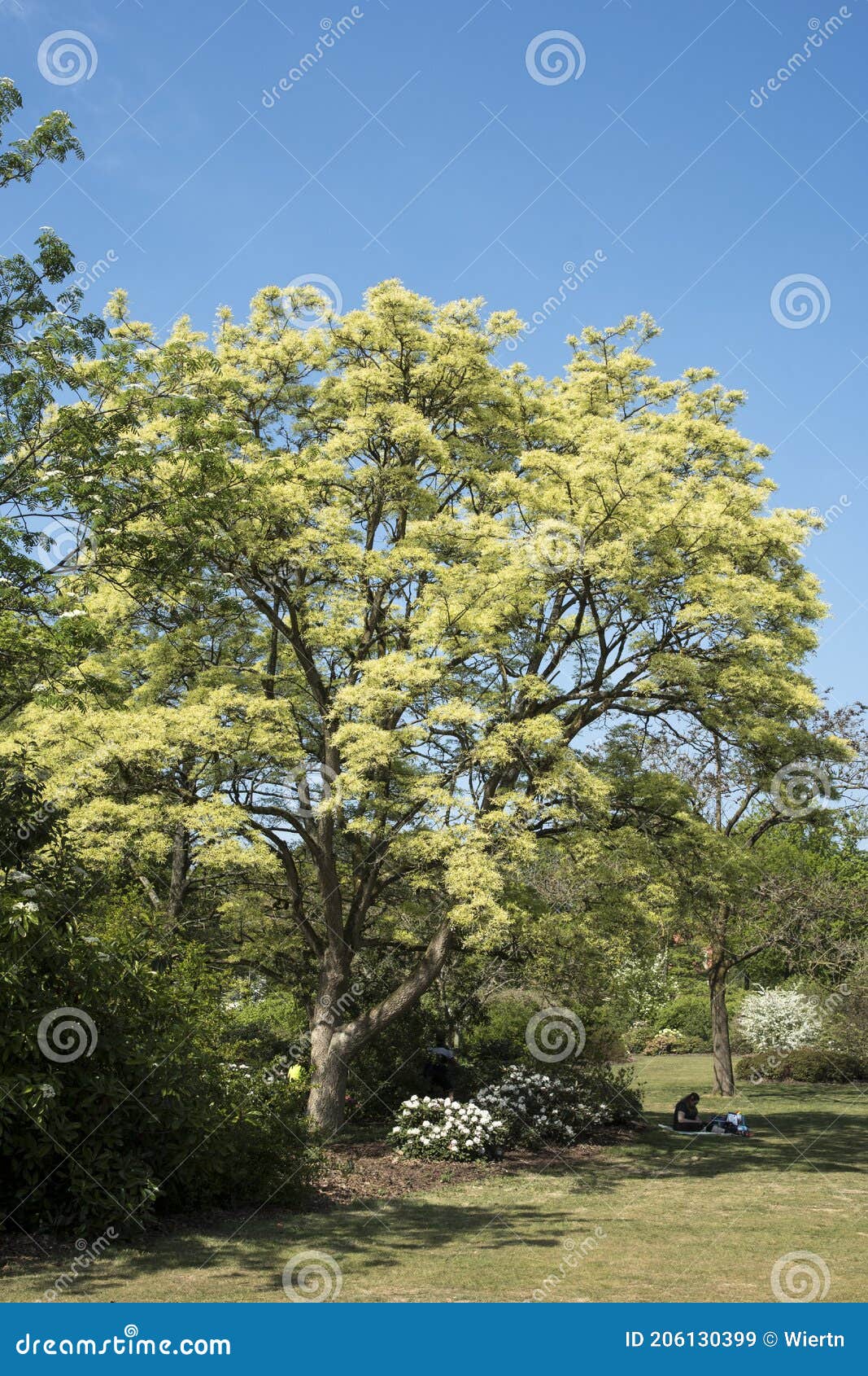 The Ornamental Tree Phellodendron Sachalinense Stock Image - Image of ...