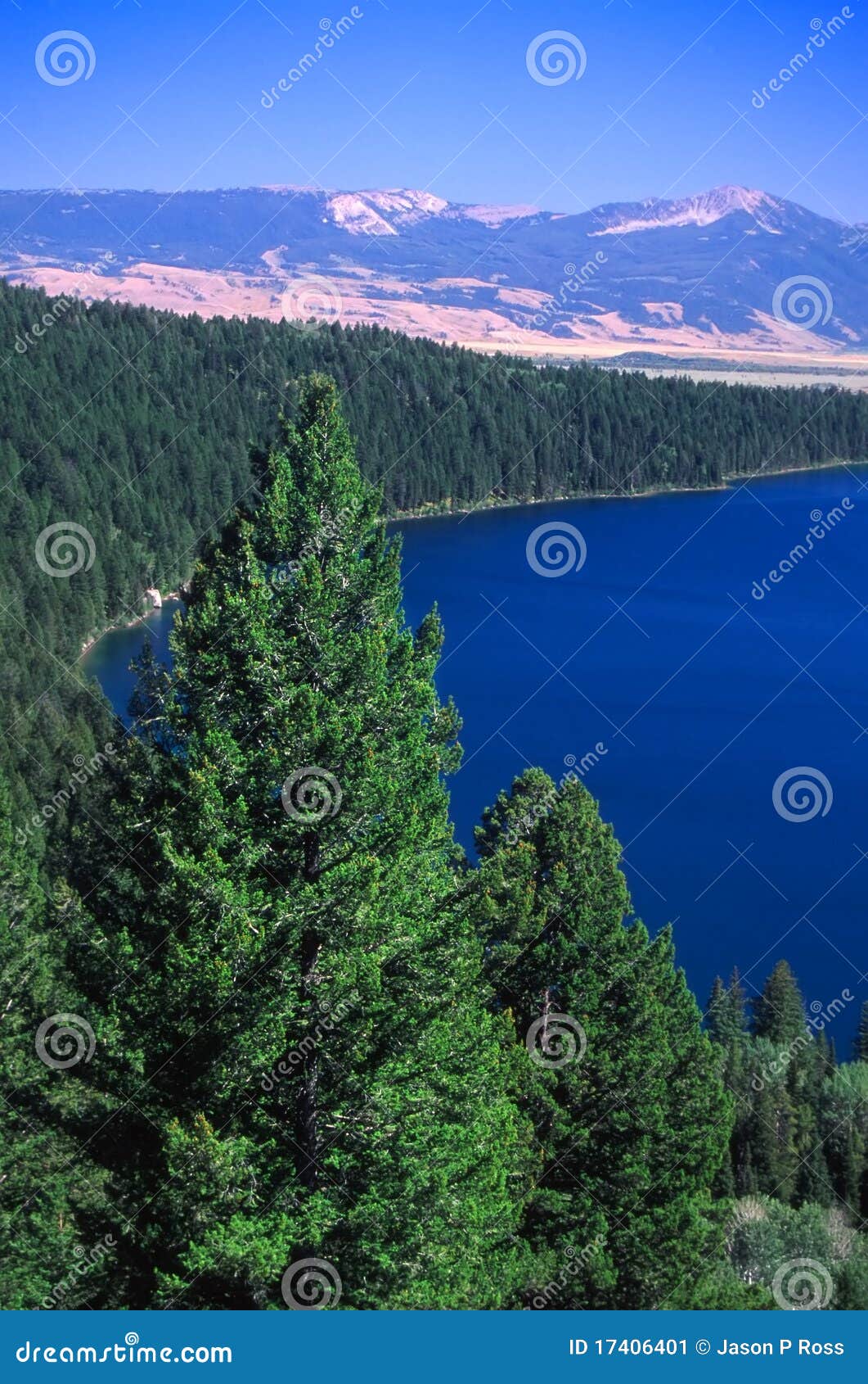 Phelps Lake - Wyoming stock image. Image of mount, national - 17406401