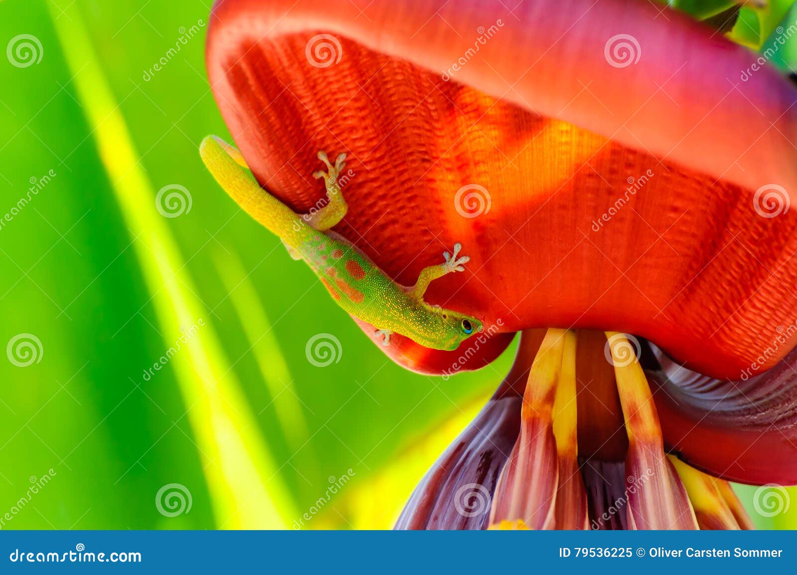 Phelsuma laticauda stock image. Image of purple, lizards - 79536225