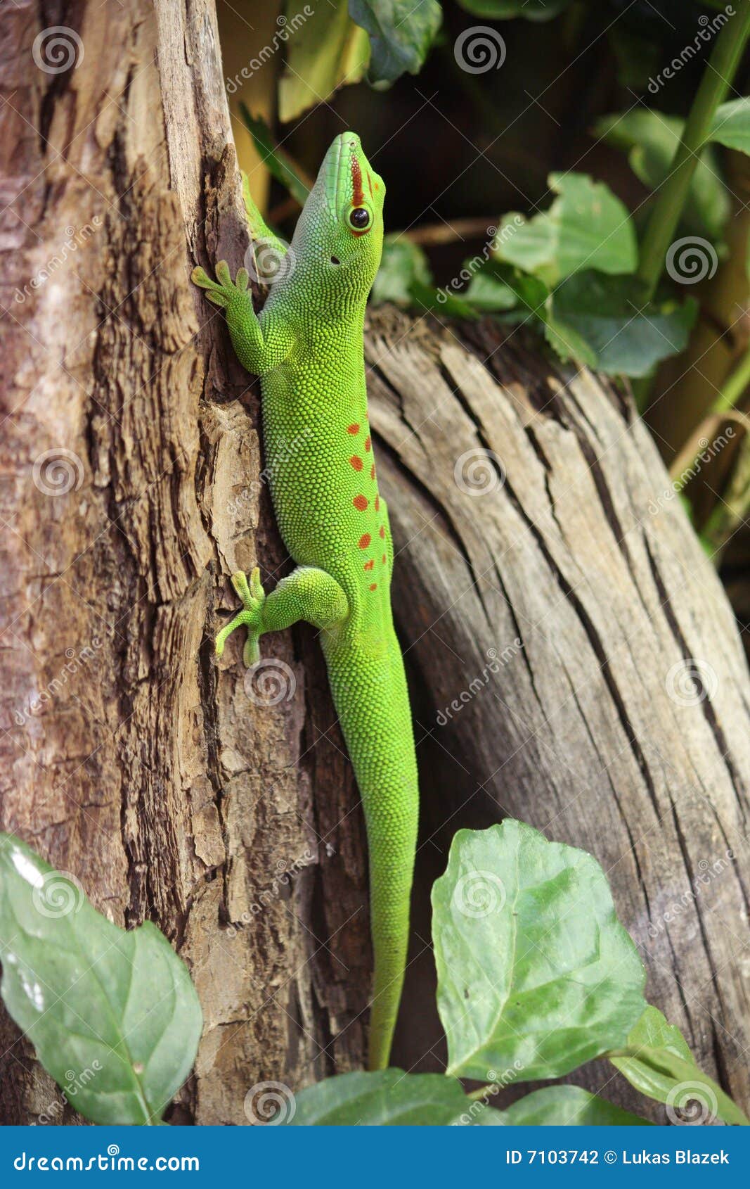 Phelsuma Madagascariensis Stock Photo | CartoonDealer.com #7103742