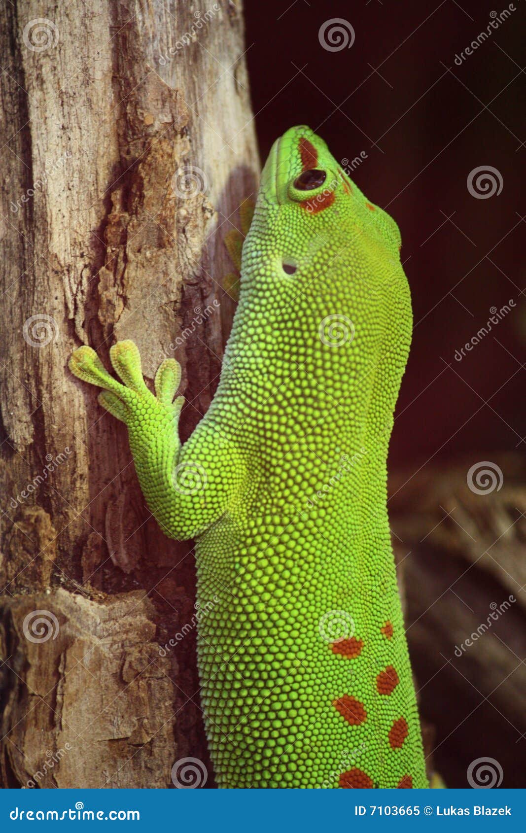 Phelsuma Madagascariensis Detail Stock Image - Image of giant, animal ...