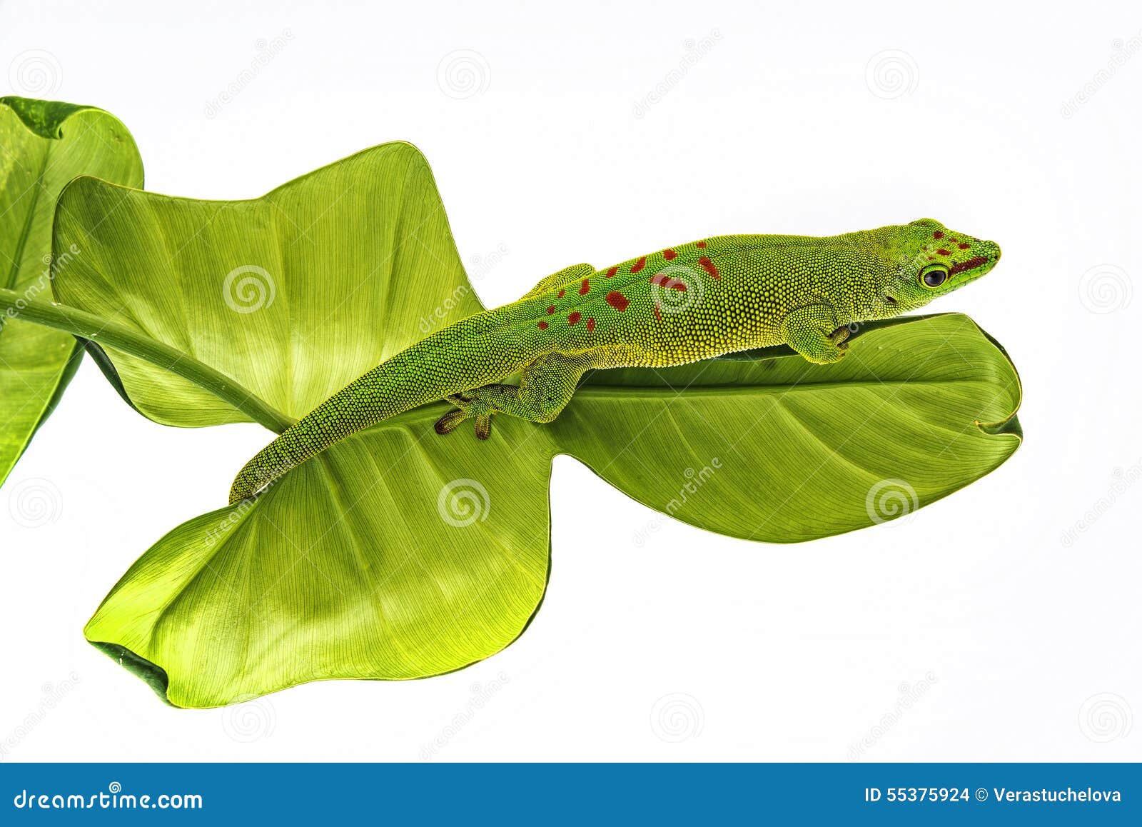 Phelsuma Madagascariensis - Gecko Stock Photo - Image of ...