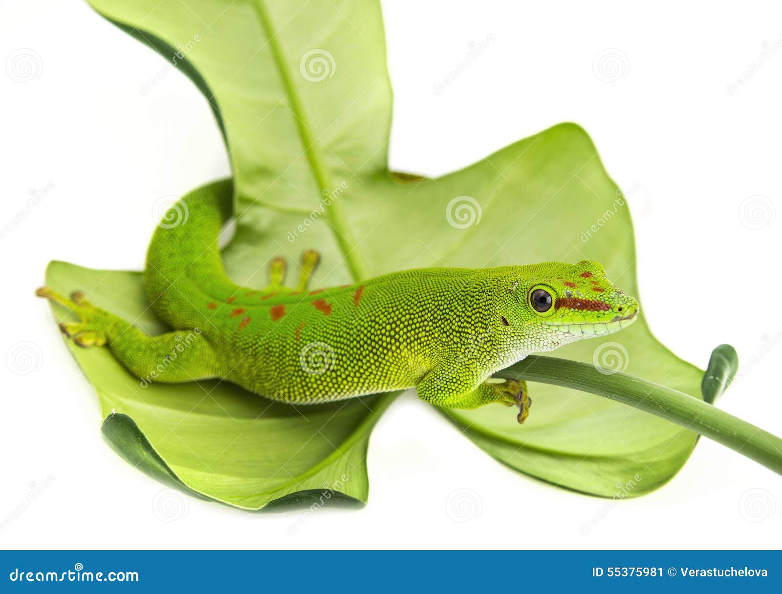 Phelsuma madagascariensis stock image. Image of small - 55375981