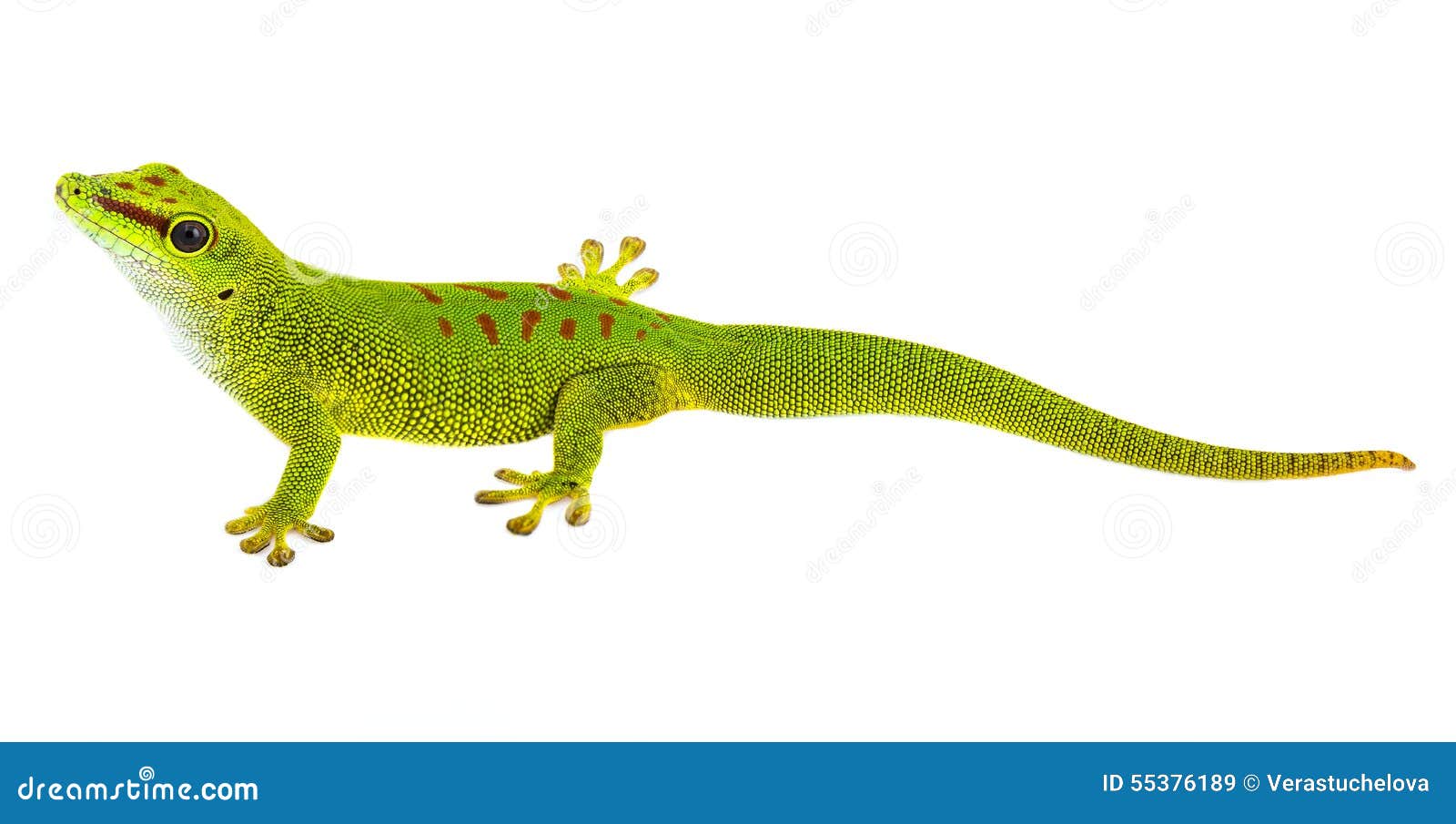 Phelsuma Madagascariensis - Gecko Stock Image - Image of beautiful ...