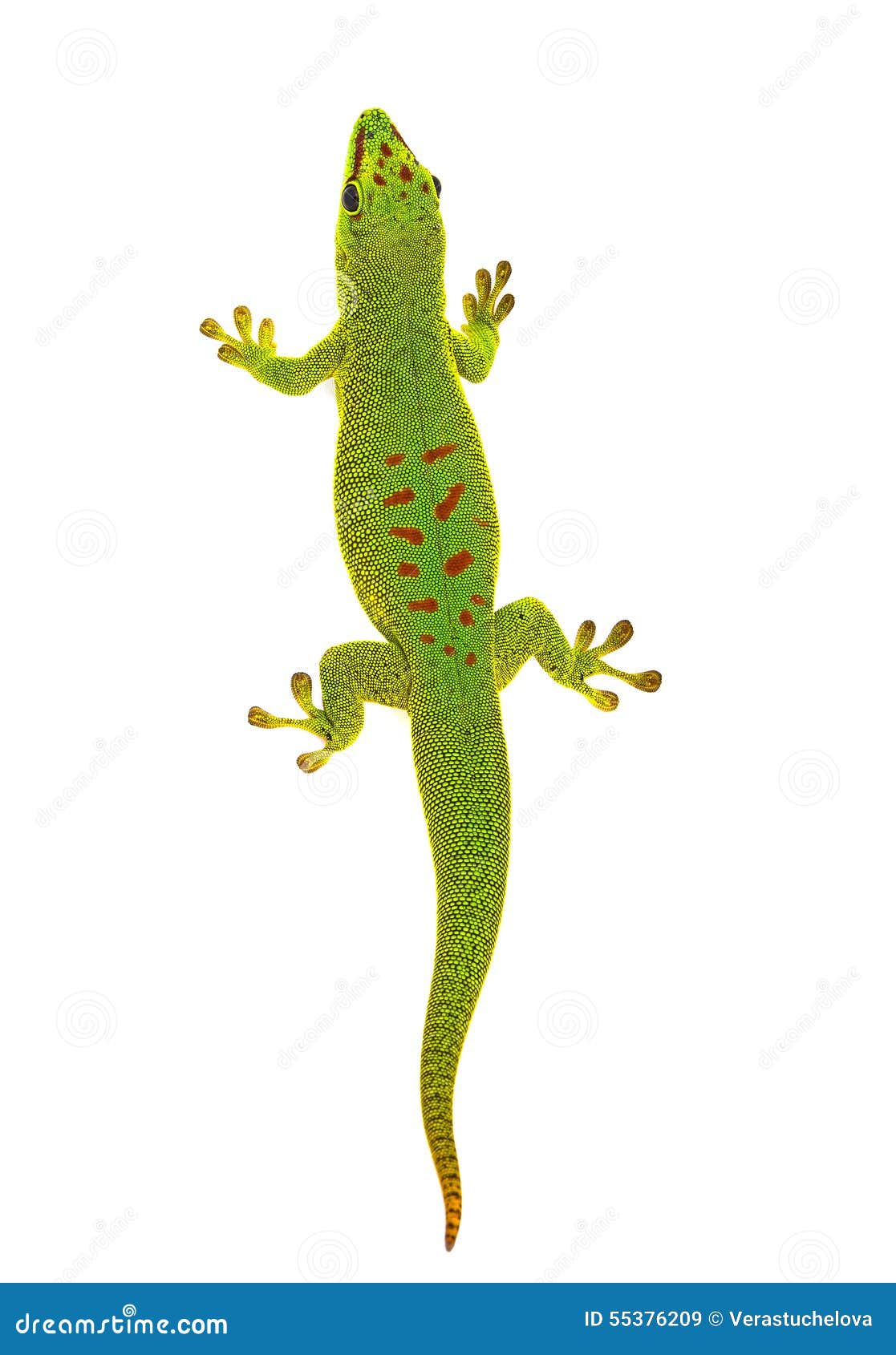 Phelsuma Madagascariensis - Gecko Stock Image - Image of gekkonidae ...