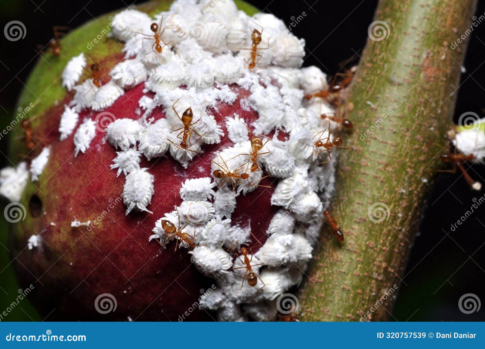 Phenacoccus Manihoti is a Type of Mealybug Stock Image - Image of leaf ...