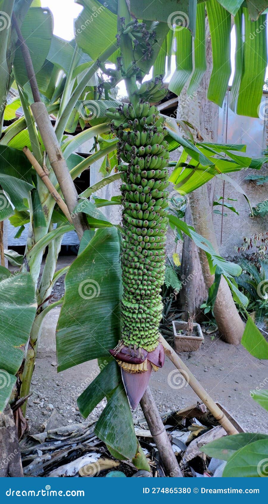 The Phenomenon of One Meter Long Banana Fruit Stock Photo - Image of ...