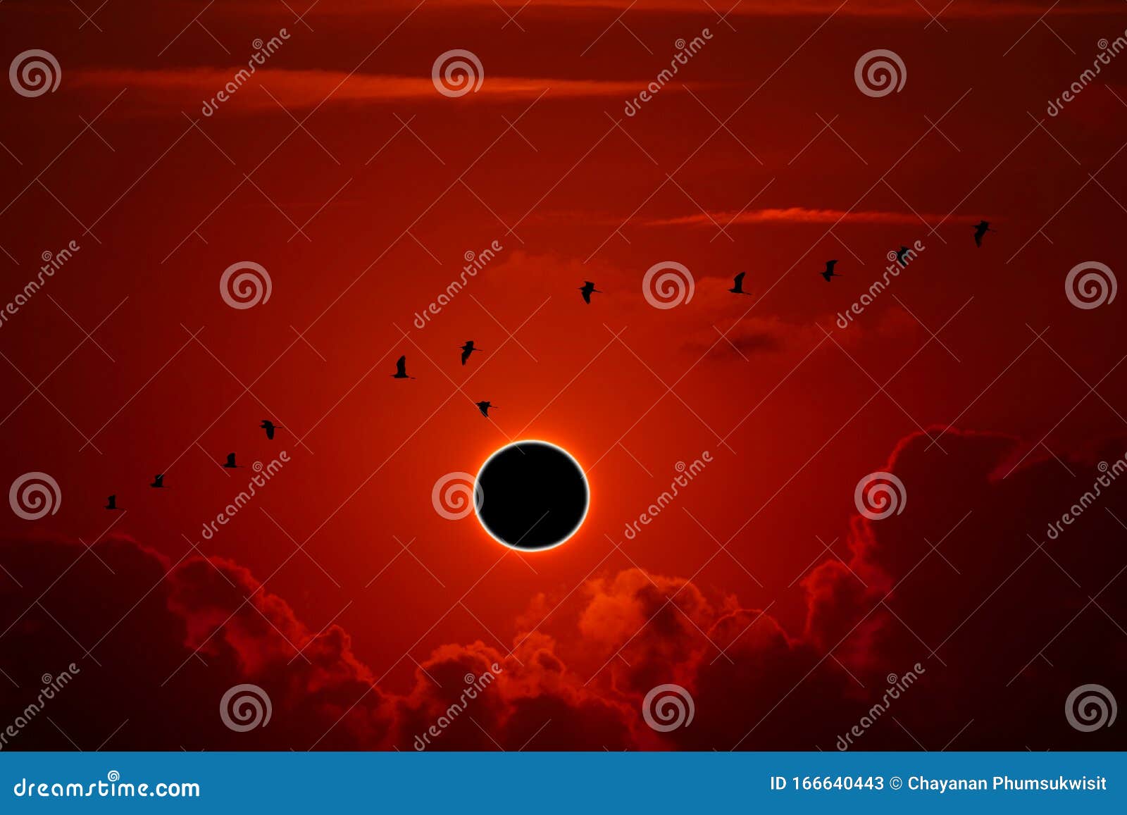 Phenomenon of Partial Sun Eclipse Over Silhouette Birds Flying and ...