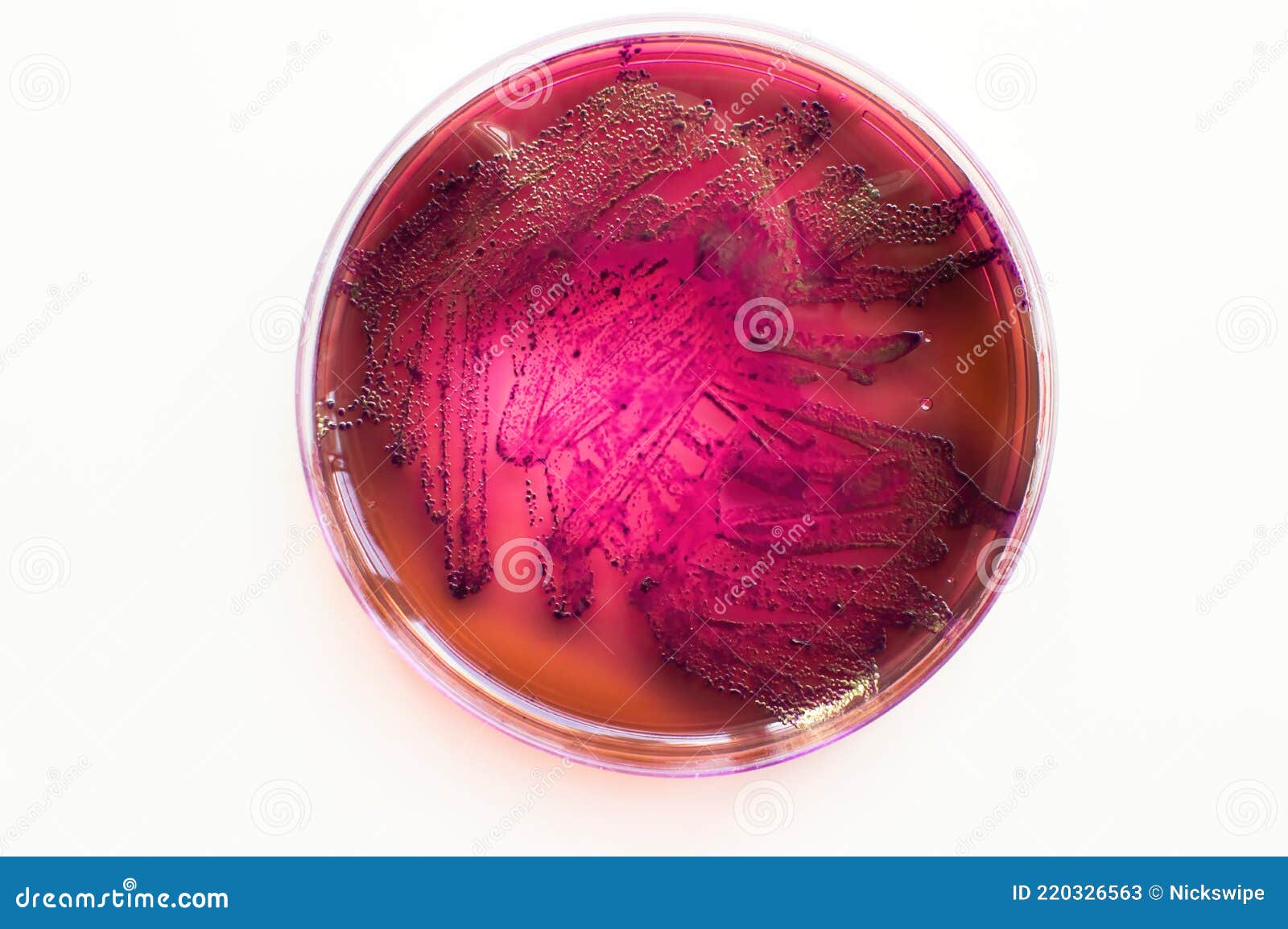 Phenotypic Traits of Escherichia Coli Bacteria on Selective Media Stock ...