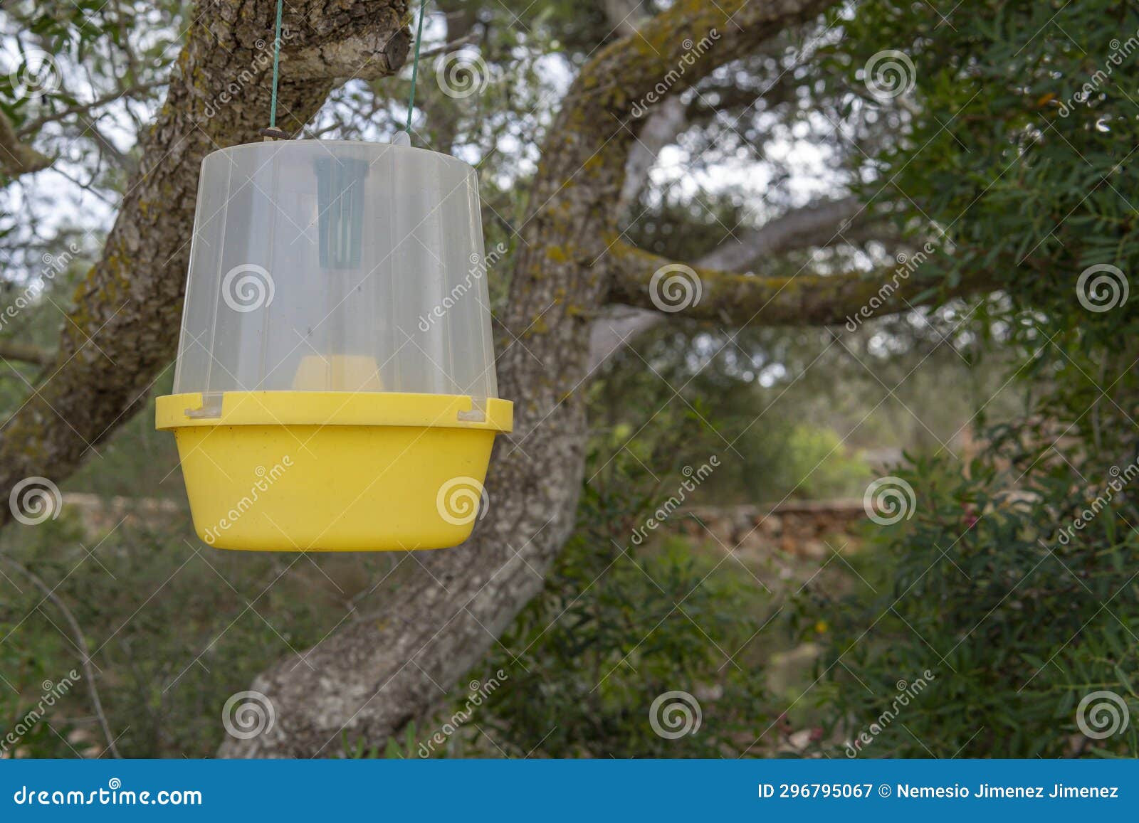 Pheromone-based Tree Pest Control System Stock Image - Image of ...