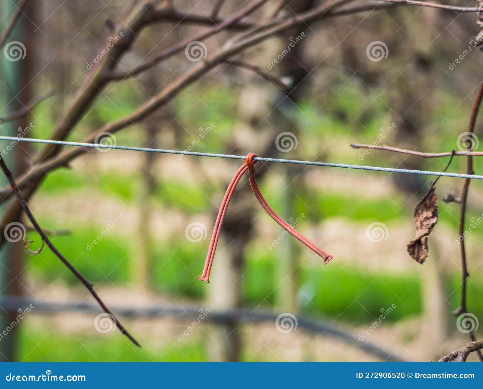 Pheromone Diffusing - Insecticidal Control by Interfering with Mating ...