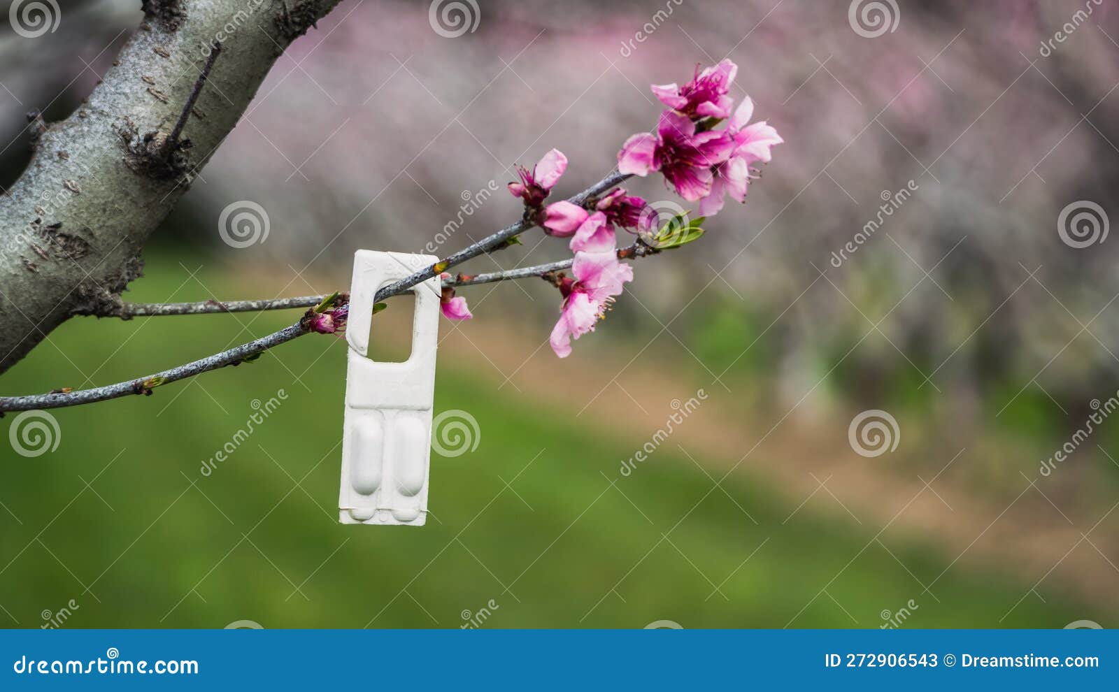 Pheromone Diffusing - Insecticidal Control by Mating Disruption ...