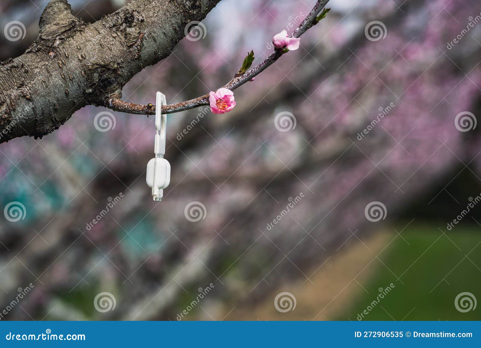 Pheromone Diffusing - Insecticidal Control by Mating Disruption ...