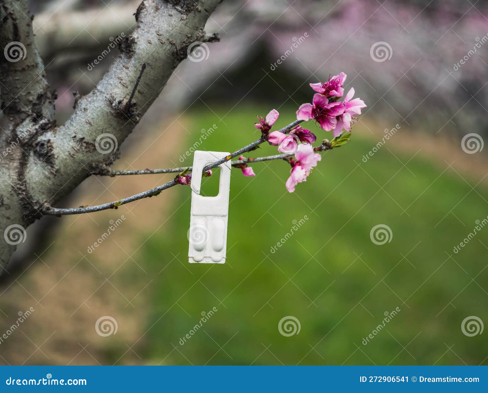 Pheromone Diffusing - Insecticidal Control by Mating Disruption ...