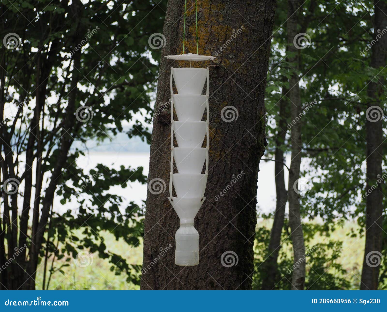Pheromone trap in a tree stock photo. Image of forest - 289668956