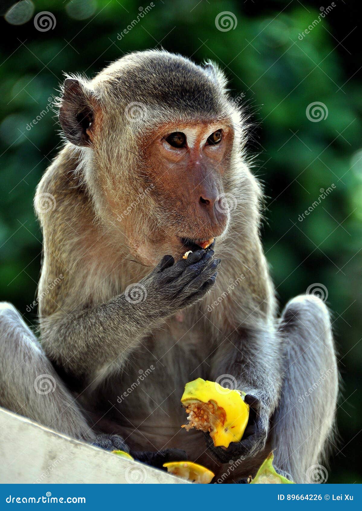 Phetchaburi, Tailandia: Mono Que Come El Mango Foto de archivo - Imagen de tailandia, primate ...