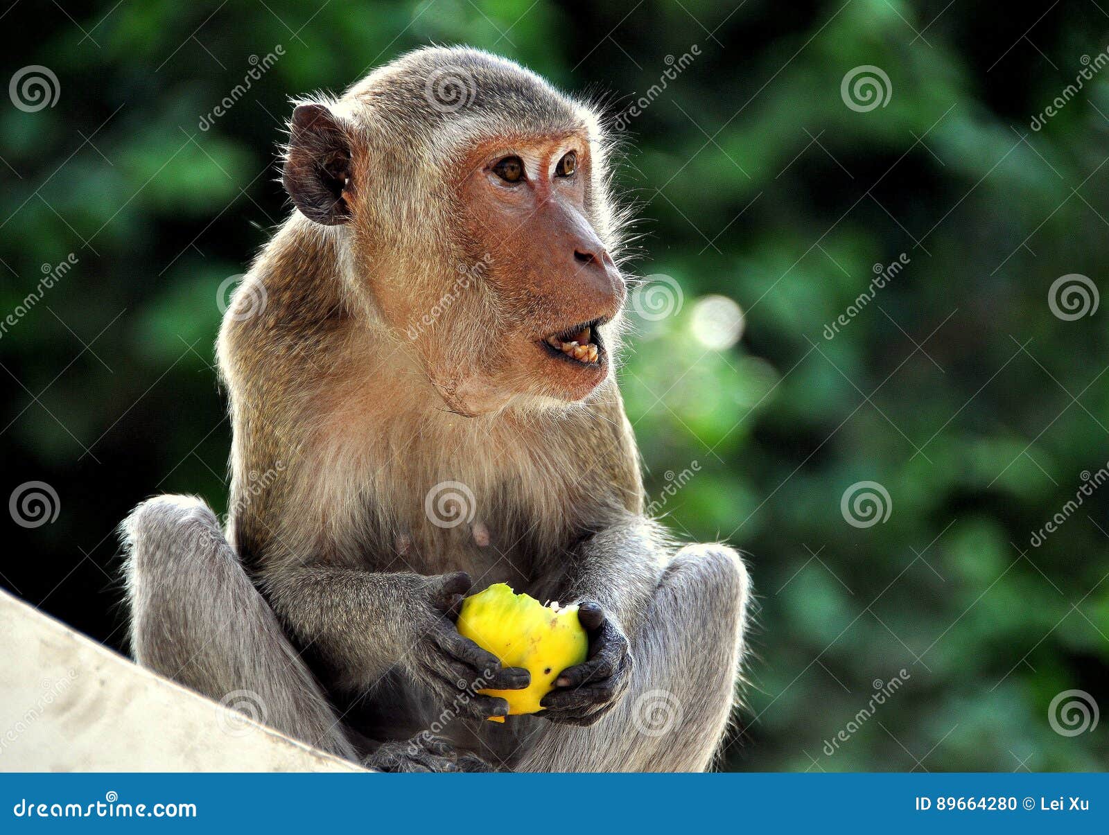 Phetchaburi, Thailand: Affe, Der Mango Isst Stockfoto - Bild von gärten, essen: 89664280