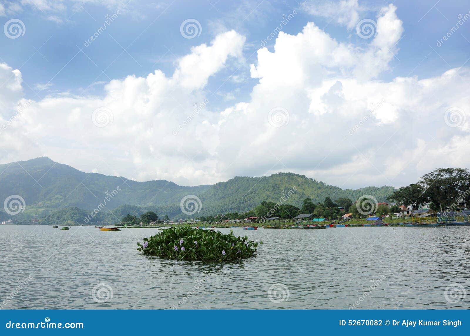 Phewa Lake stock photo. Image of eichhornia, beautiful - 52670082