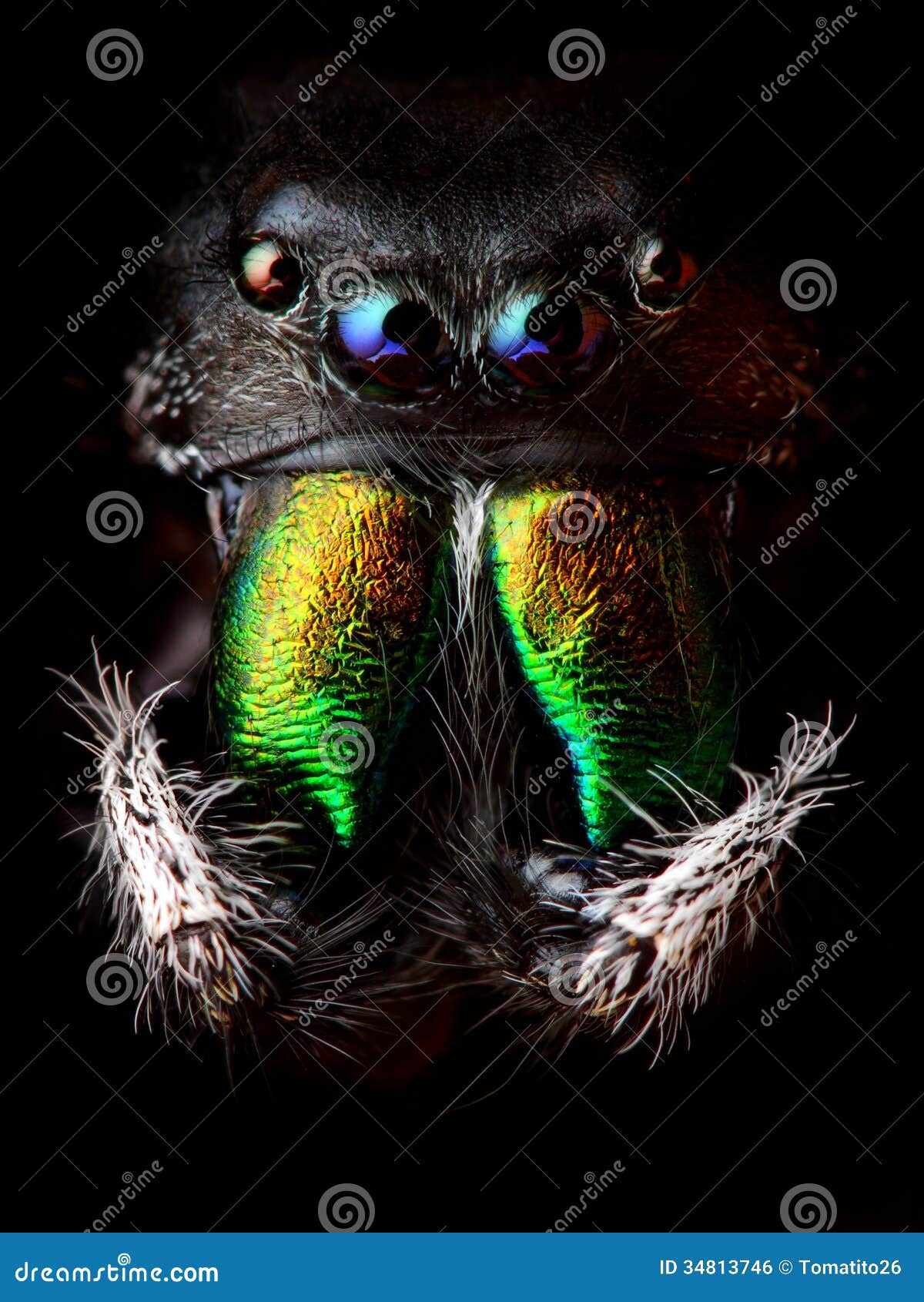 Phidippus Audax Jumping Spider Head Stock Photo - Image of insect ...