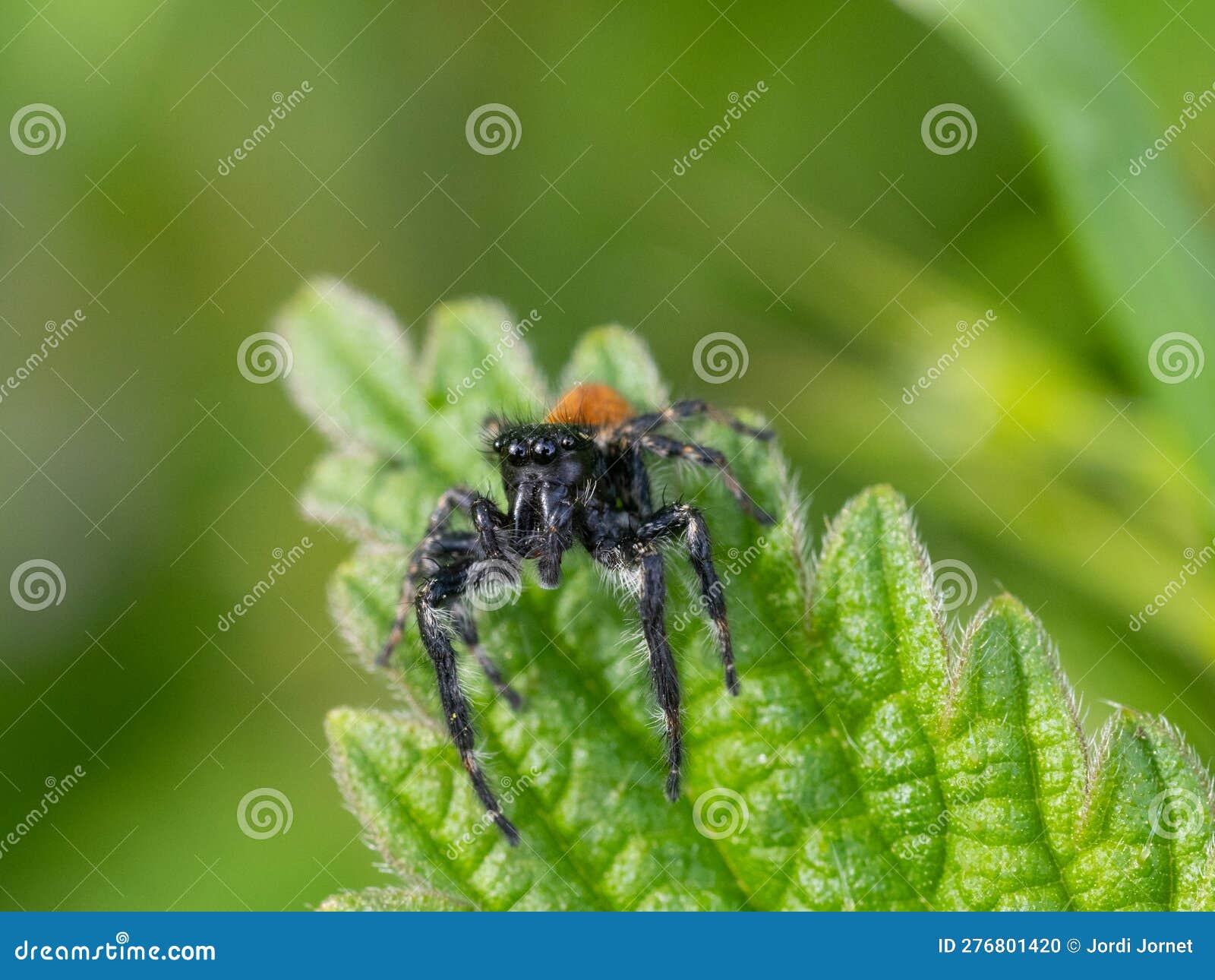 Phidippus Johnsoni, the Red-backed Jumping Spider. Stock Photo - Image ...