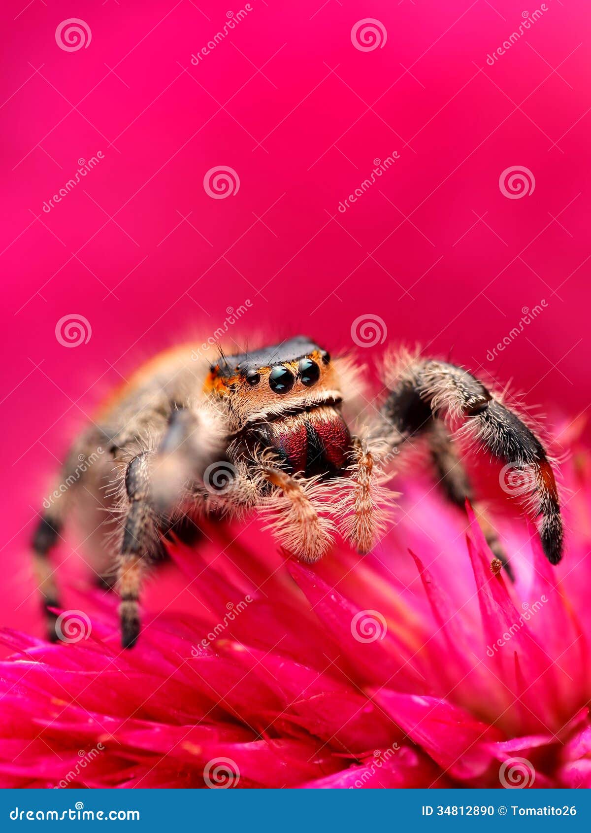Phidippus Regius Female Royalty-Free Stock Photography | CartoonDealer ...
