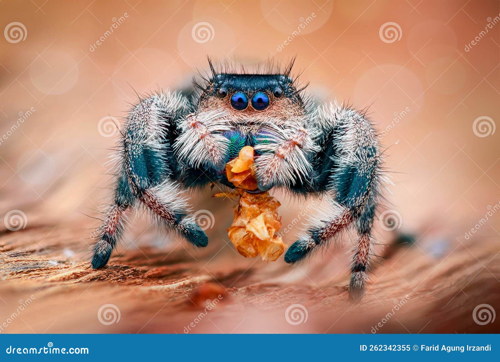 Phidippus Regius is One of the Most Adorable Jumping Spiders Stock ...