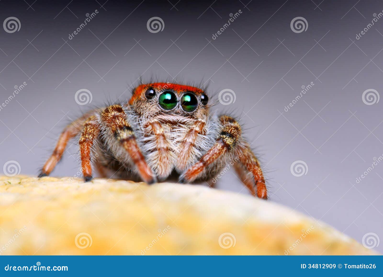 Phidippus-whitmani Springende Spinne Stockbild - Bild von leben ...