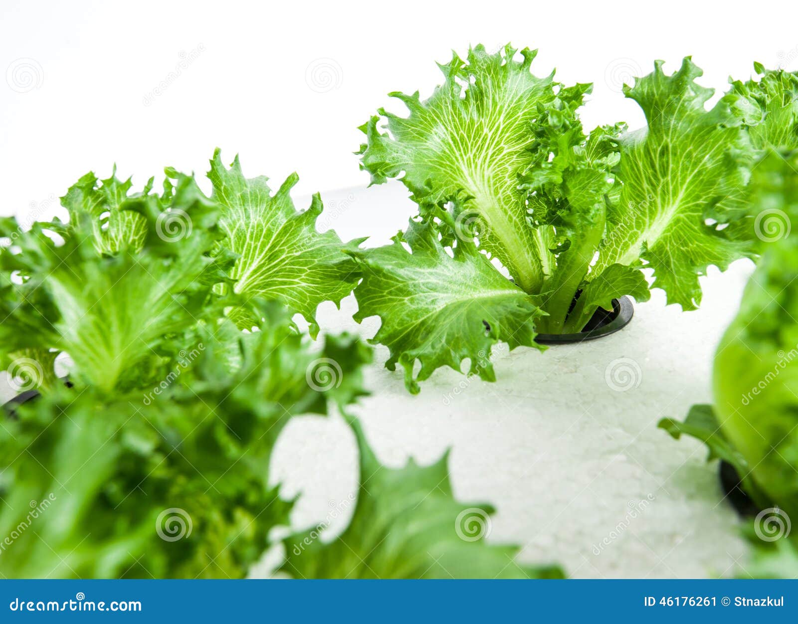 Phil Daley Iceberg Hydro Plant Stock Image - Image of herb, ingredient ...