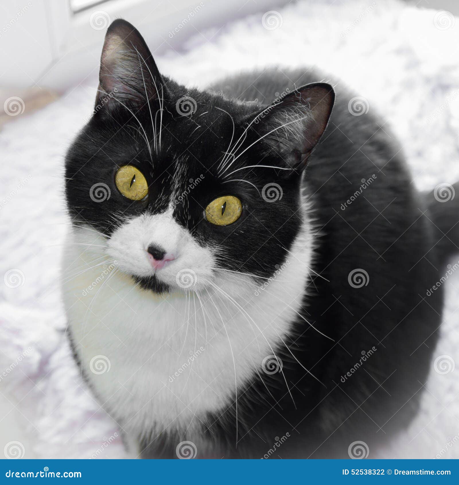 Phil stock photo. Image of adorable, gorgeous, cats, eyes - 52538322