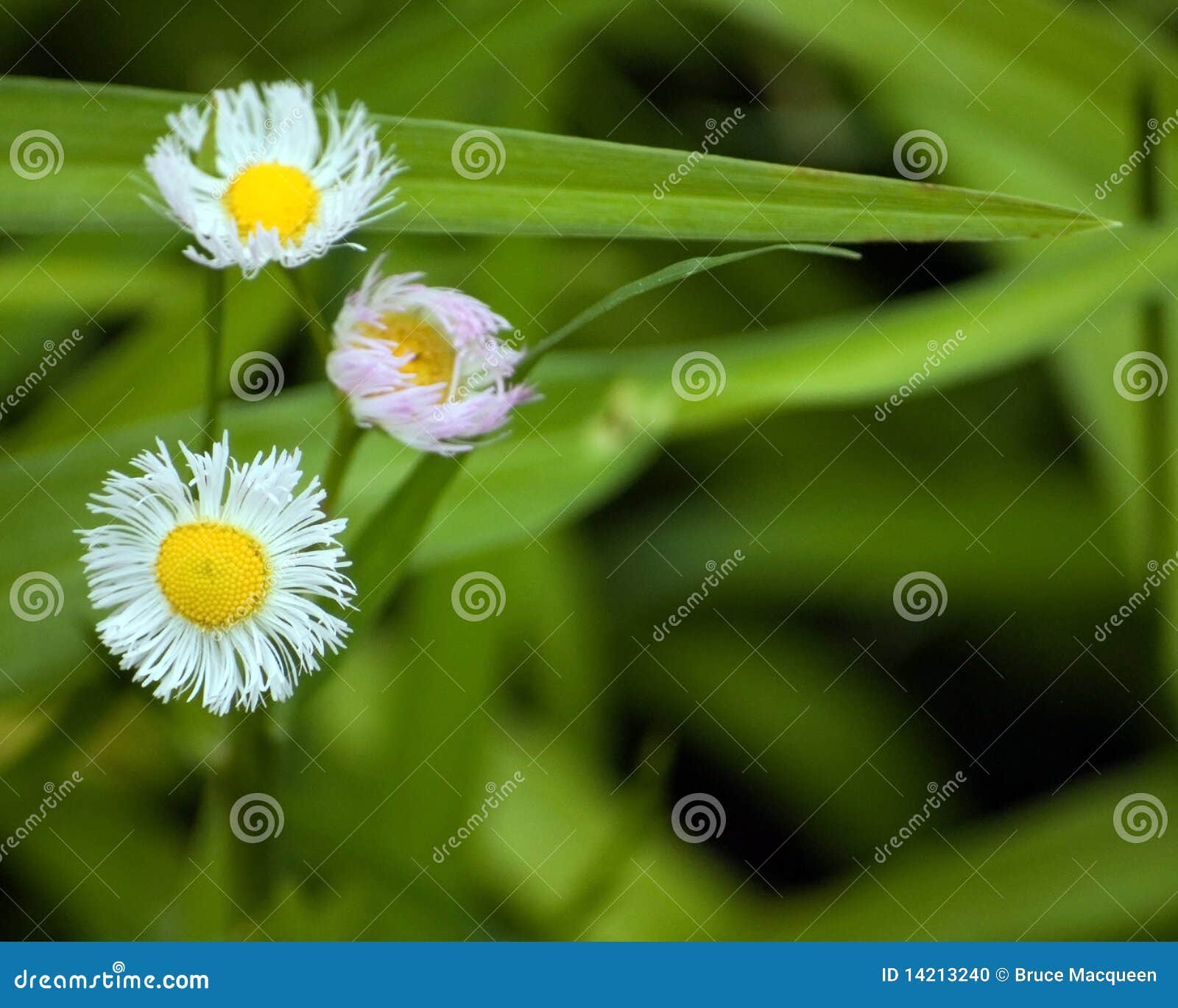 Philadelphia Fleabane (Erigeron Philadelphicus) Stock Photo - Image of ...