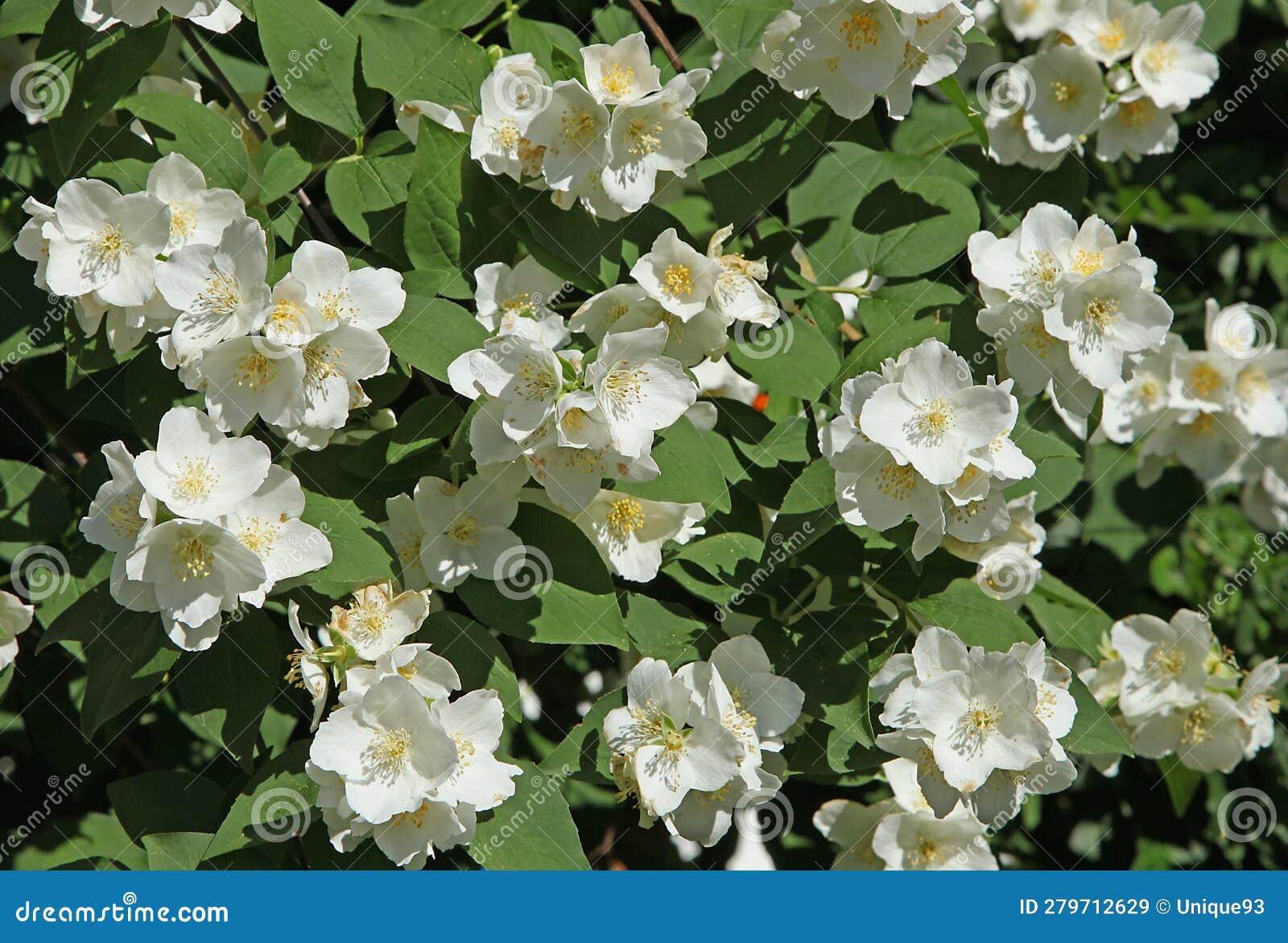 White Seringa Flower Stock Image | CartoonDealer.com #182893321