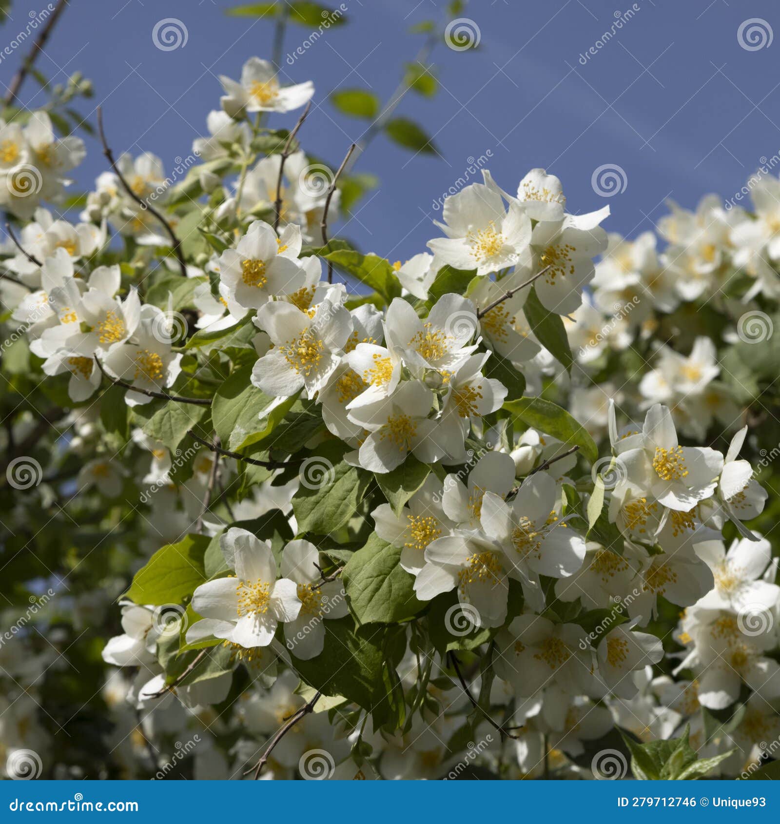 White Seringa Flower Stock Image | CartoonDealer.com #182893321