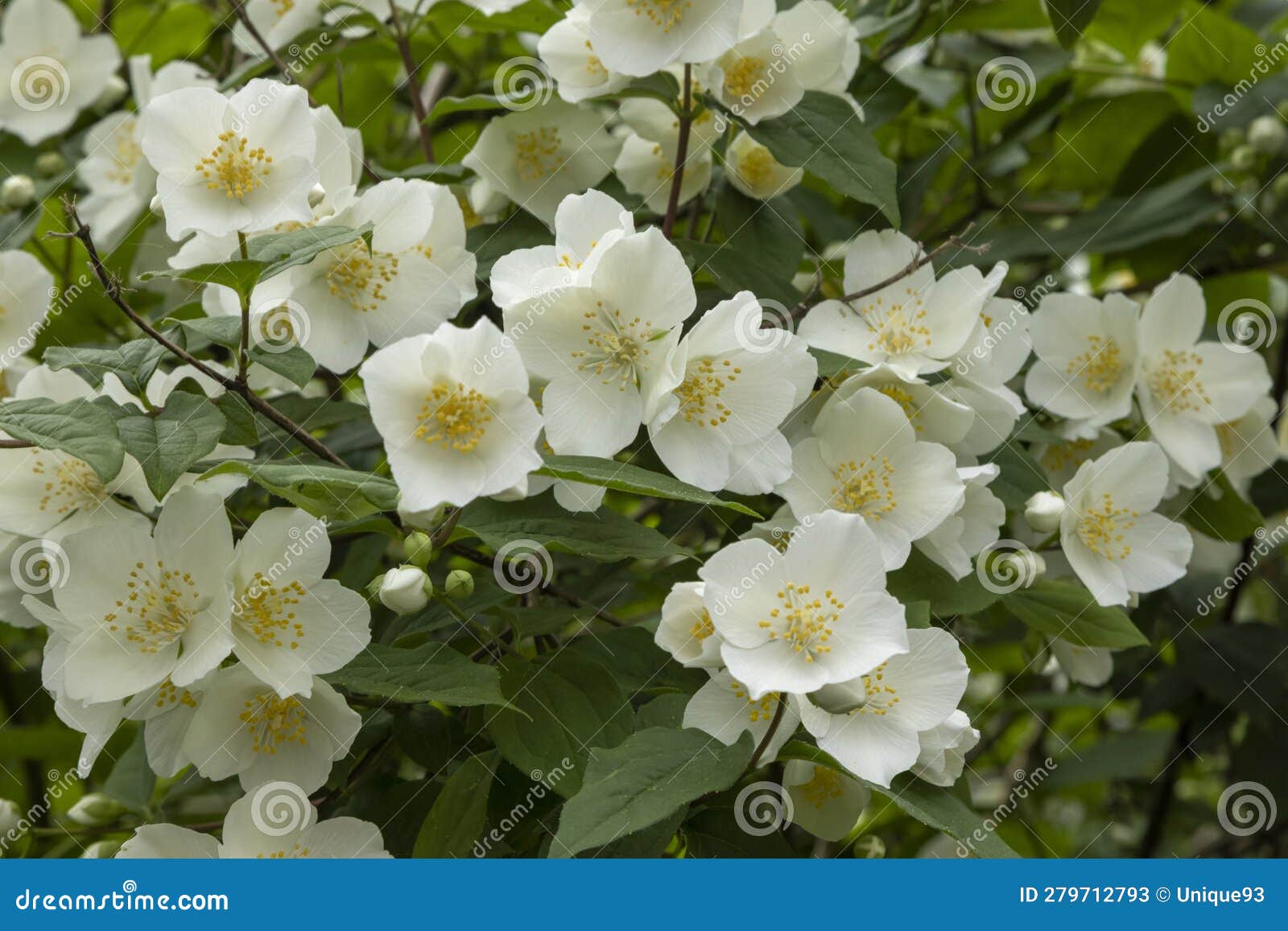 White Seringa Flower Stock Image | CartoonDealer.com #182893321