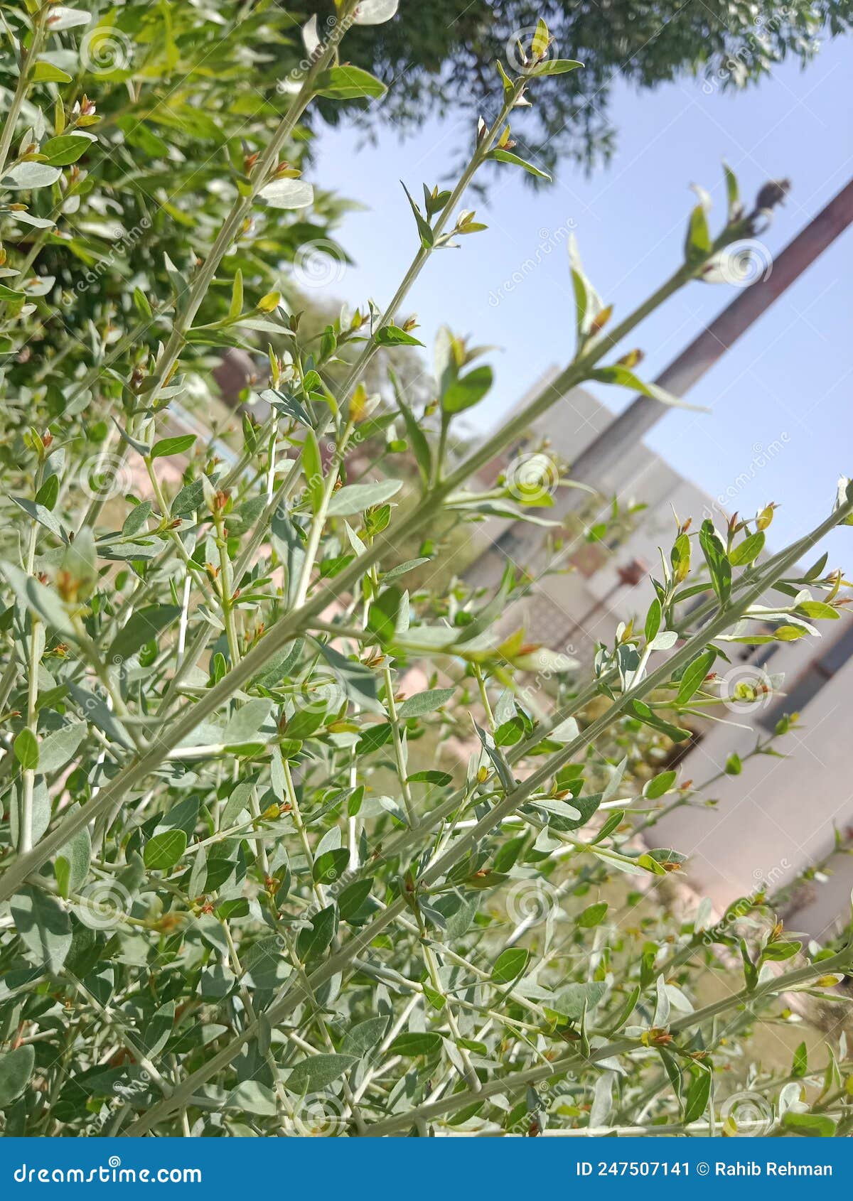 Philadelphus Microphyllus Leaves Stock Image - Image of green, blossom ...