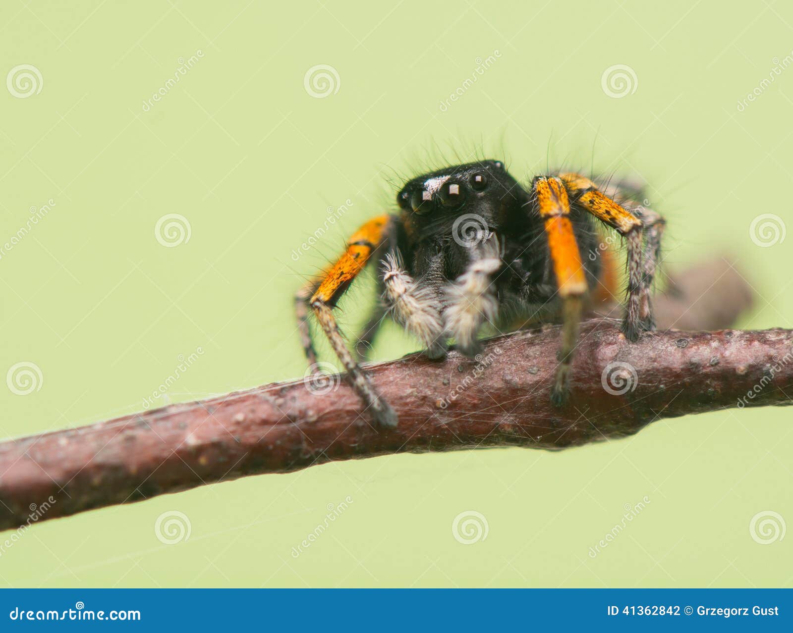 Philaeus Chrysops - Jumping Spider Stock Photo - Image of closeup ...