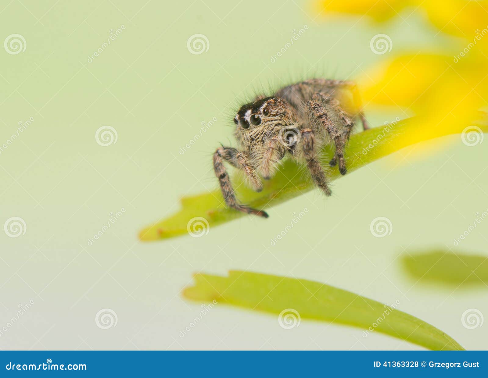 Philaeus Chrysops - Jumping Spider Stock Photo - Image of ...