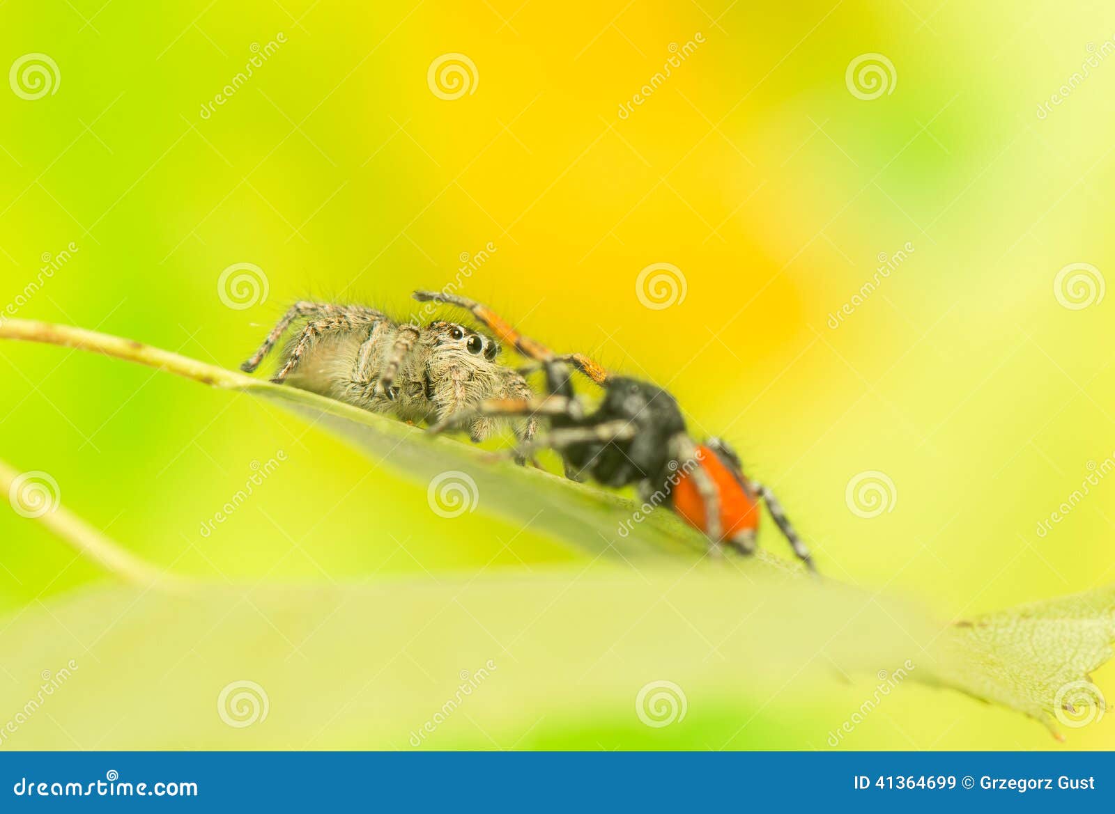 Philaeus Chrysops - Jumping Spider Stock Image - Image of poison ...
