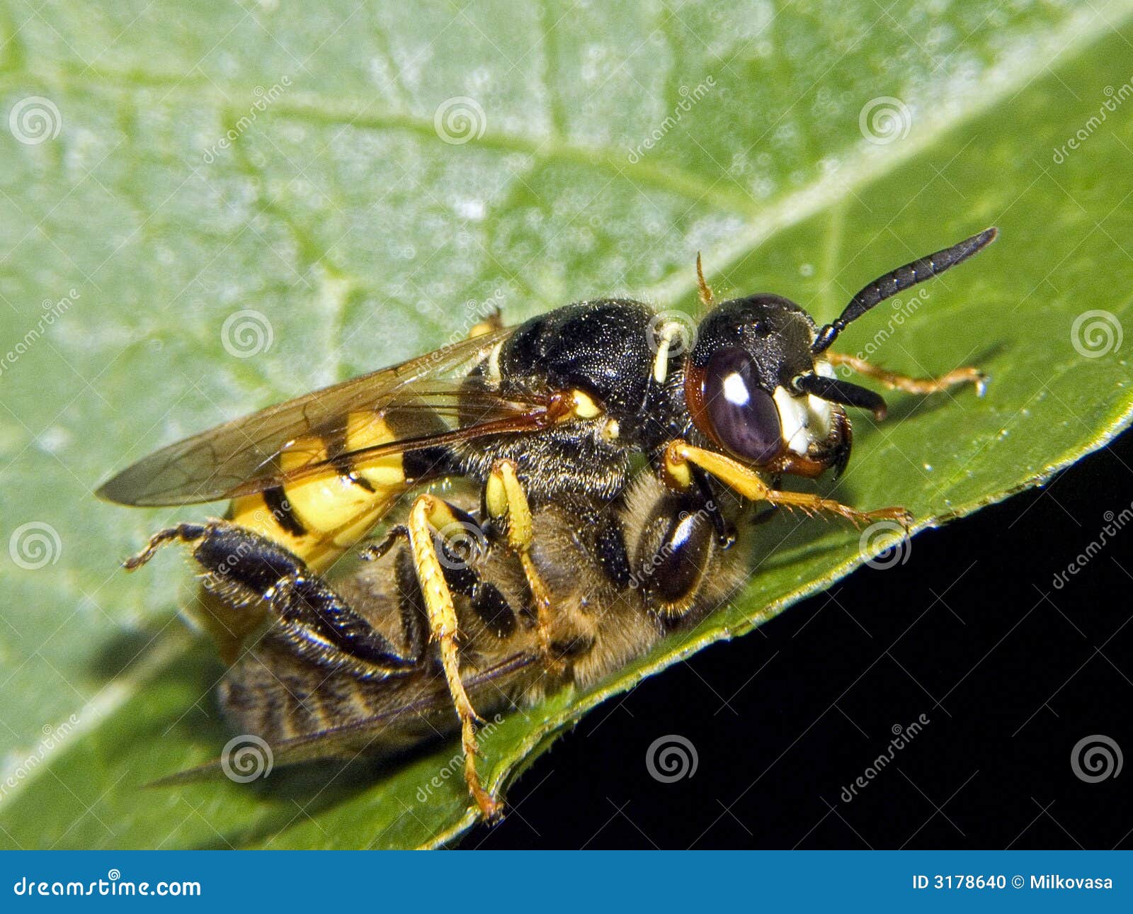 Philanthus triangulum stock photo. Image of kill, hunt - 3178640