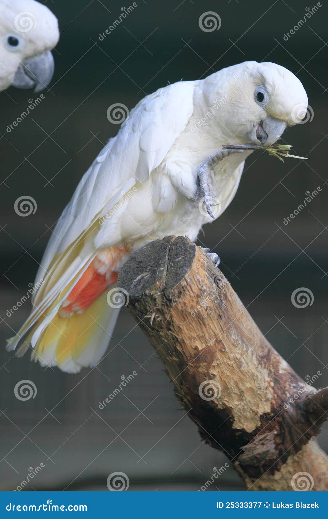 PHILIPPINE COCKATOO OR RED-VENTED COCKATOO Cacatua Haematuropygia ...
