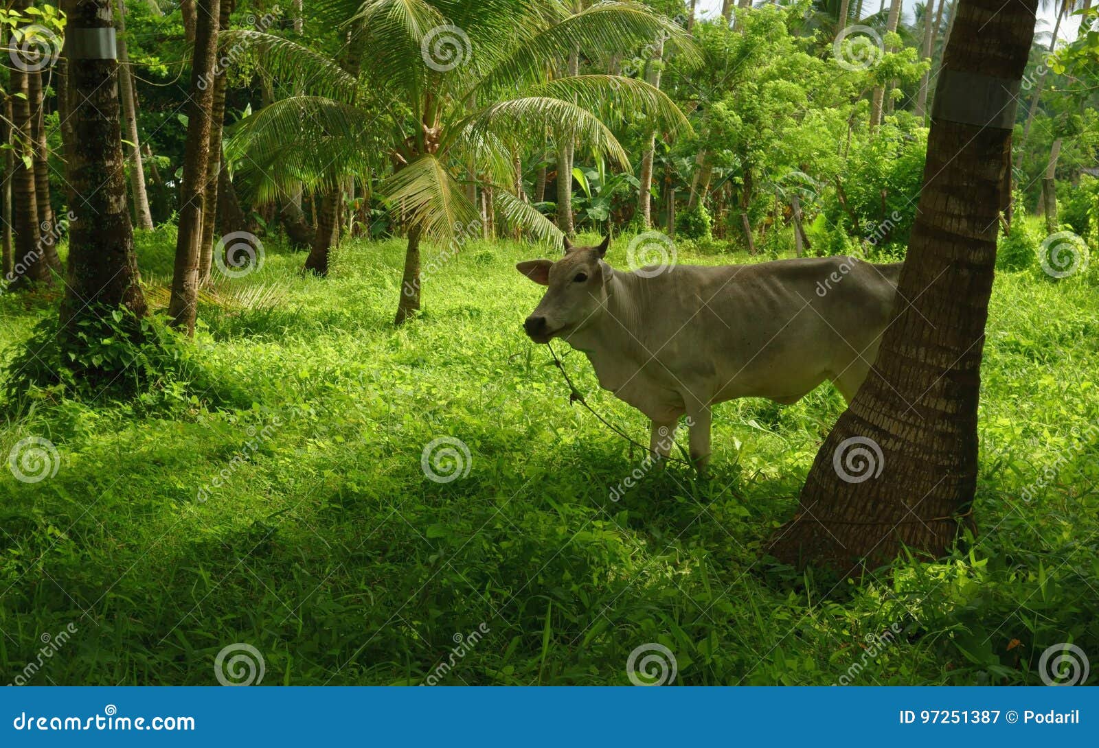 Philippine cow stock image. Image of alone, exotic, inside - 97251387