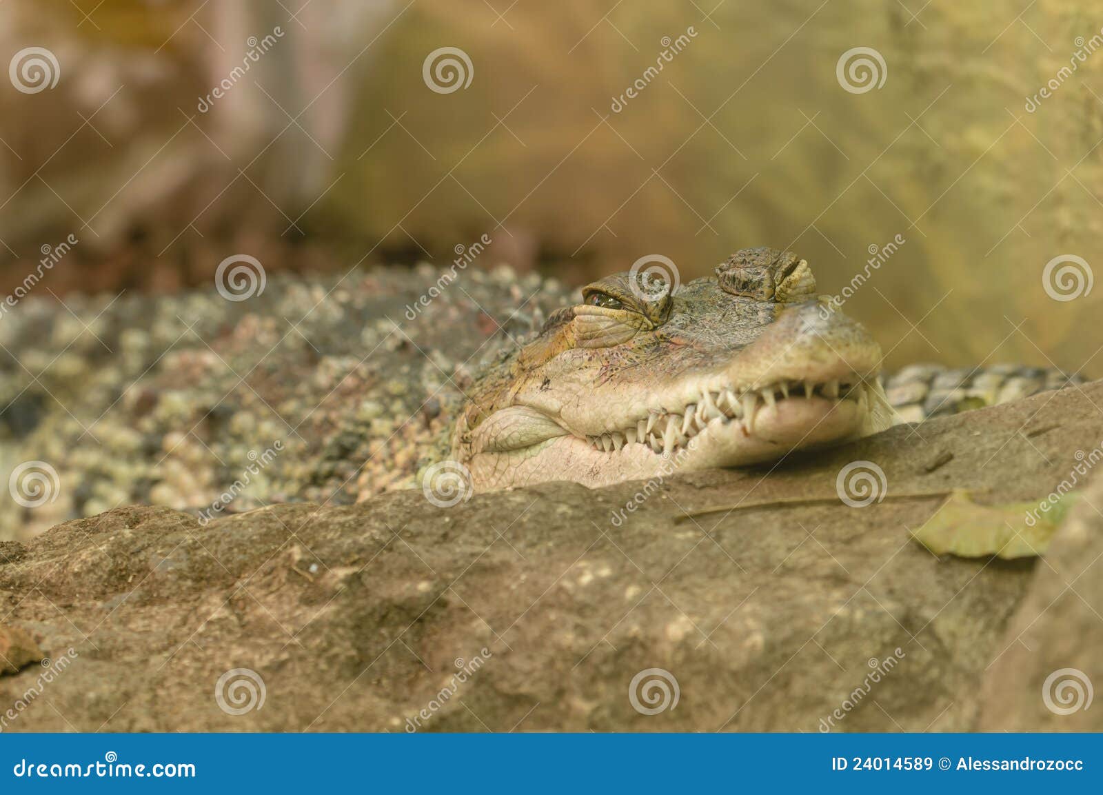 Philippine Crocodile, Crocodylus Mindorensis, Is One Of The Most ...