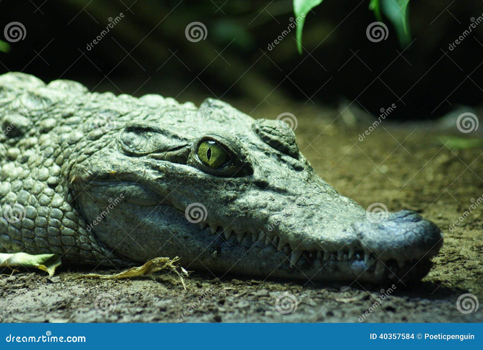 Philippine Crododile - Crocodylus Mindorensis Stock Photo - Image of ...