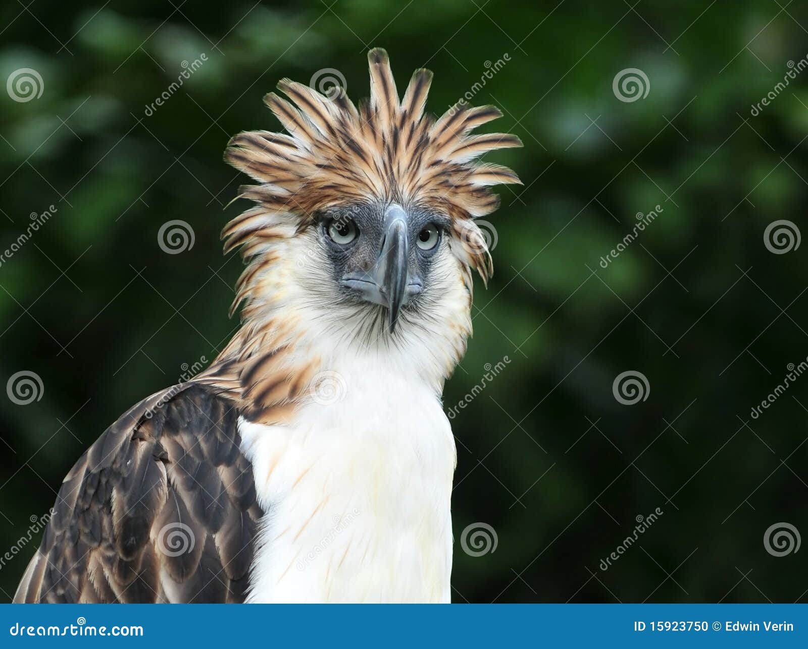 Philippine Eagle Stock Photography | CartoonDealer.com #15923750