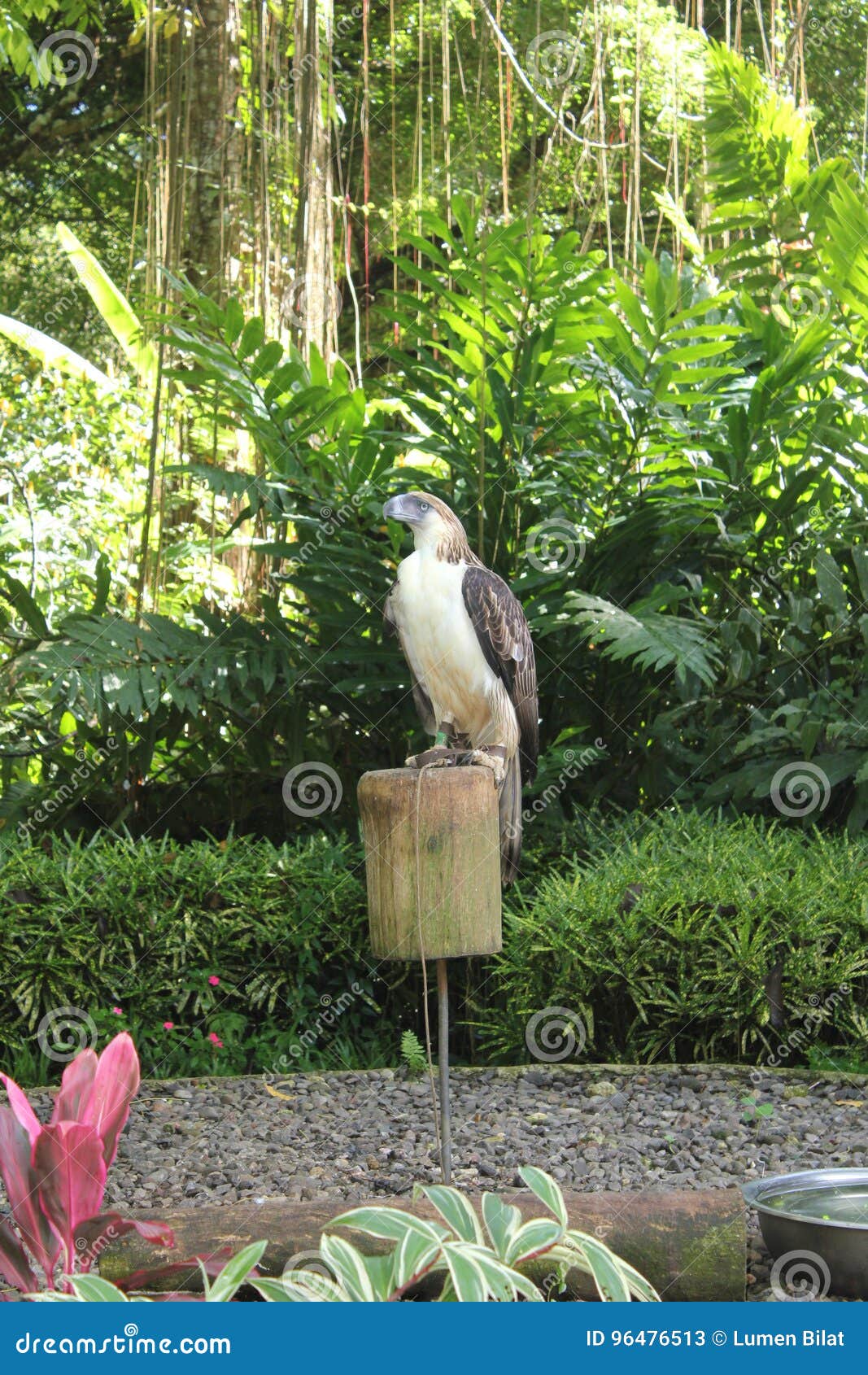 Philippine eagle stock image. Image of bird, wing, outdoor - 96476513