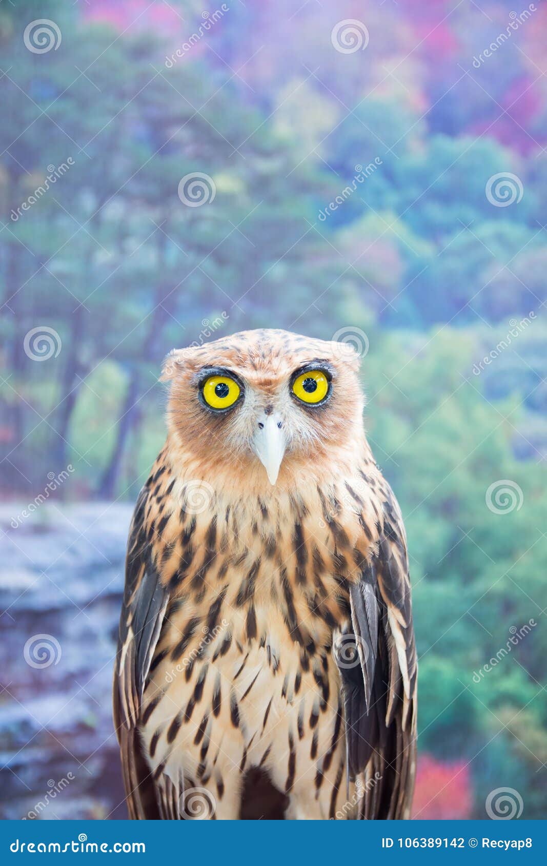 Philippine Eagle Owl foto de archivo. Imagen de caza - 106389142