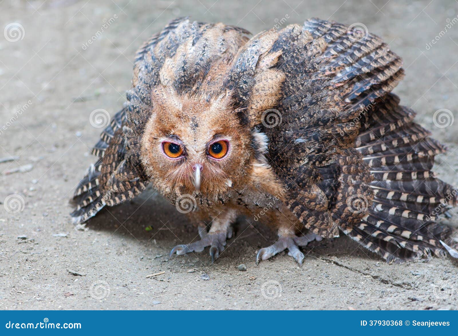 Philippine Eagle Owl