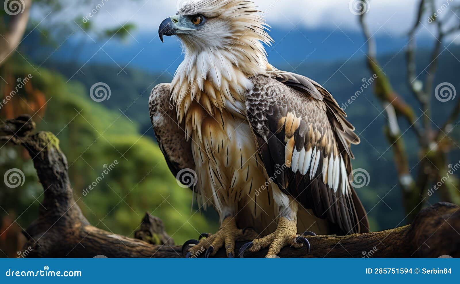 Philippine Eagle on Tree in Nature Side View. Philippine Eagle Rare ...