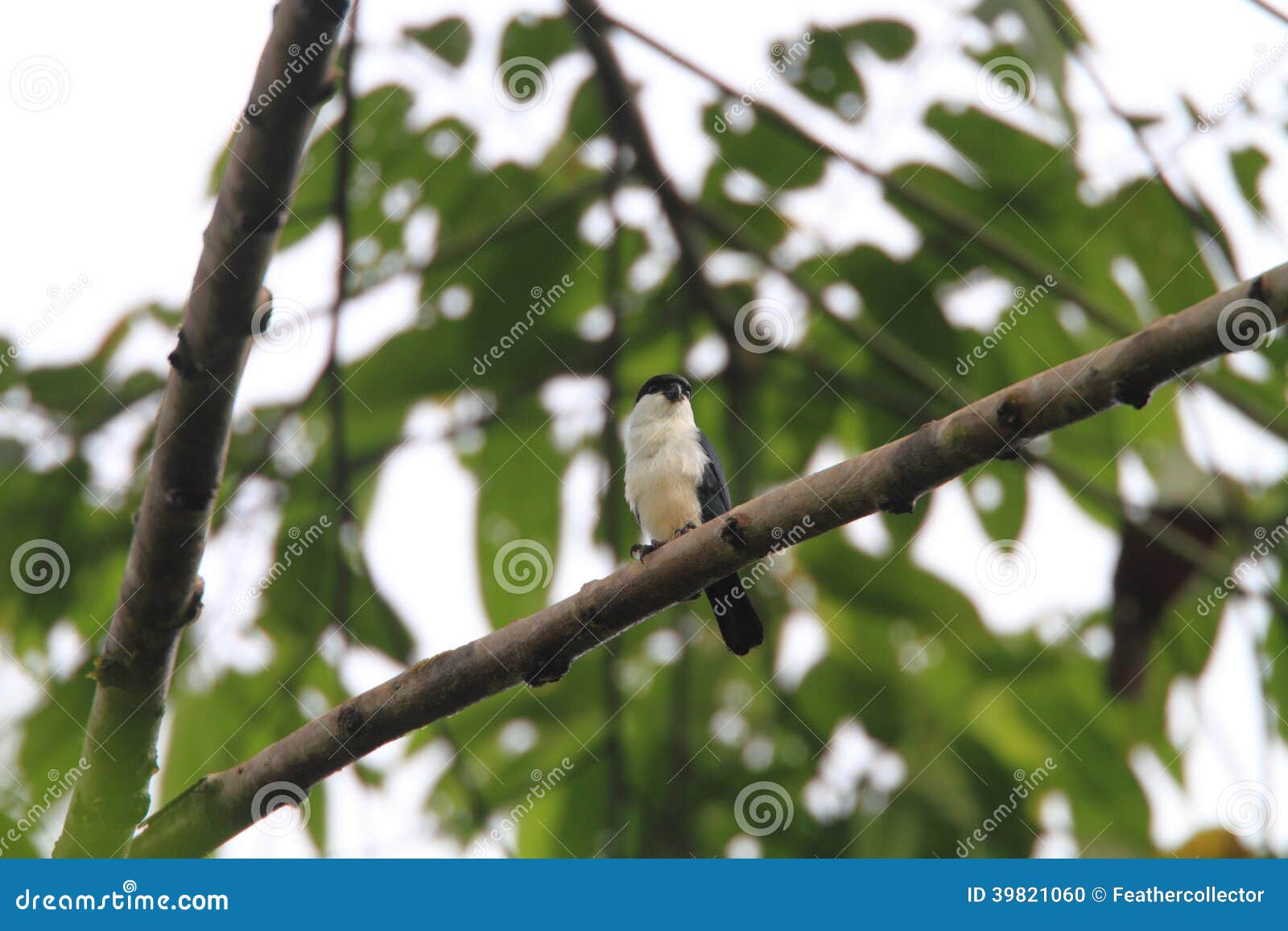 Philippine Falconet photo stock. Image du forêt, nature - 39821060